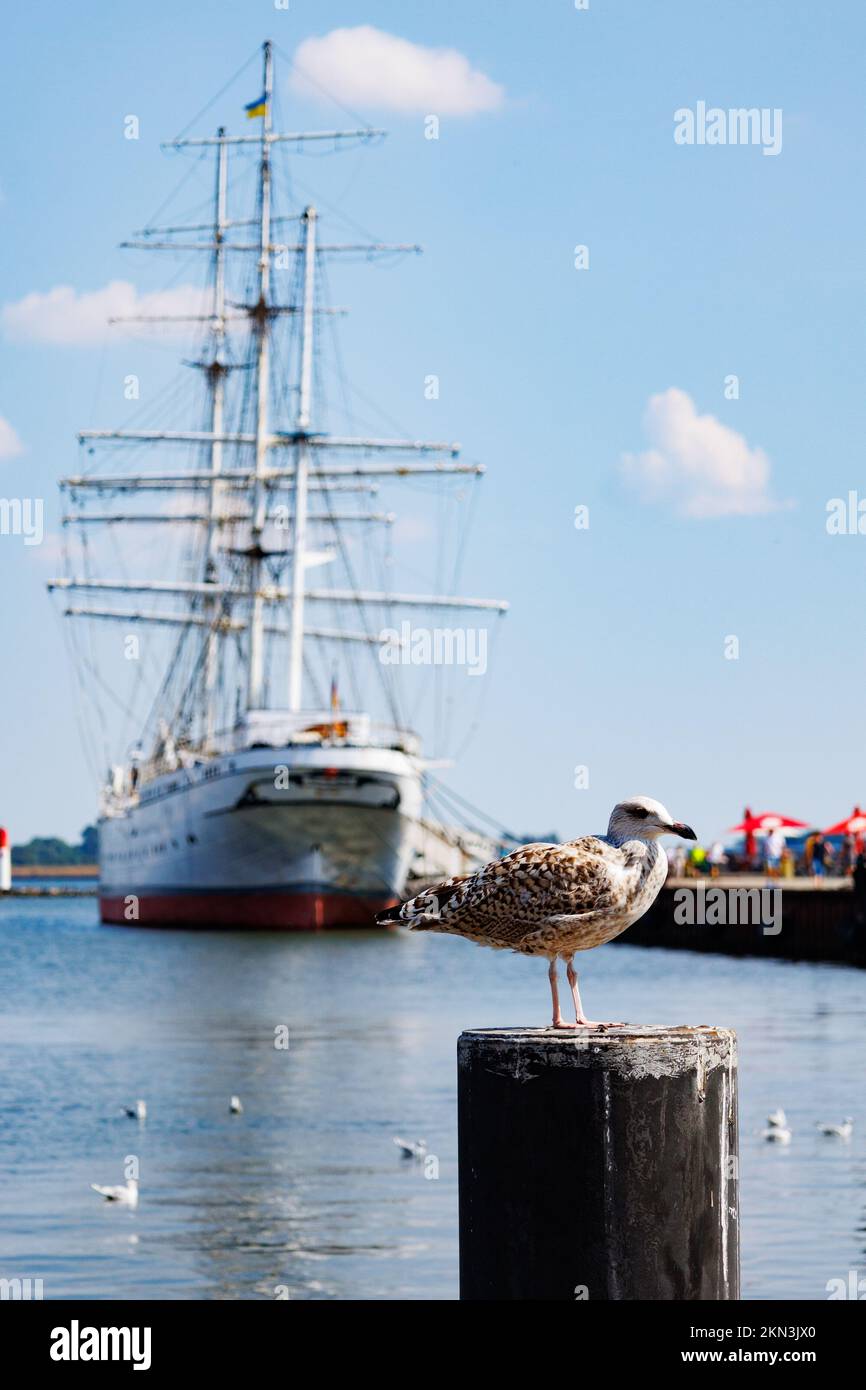 A closeup of seagull perched on a pillar at marina Stock Photo - Alamy