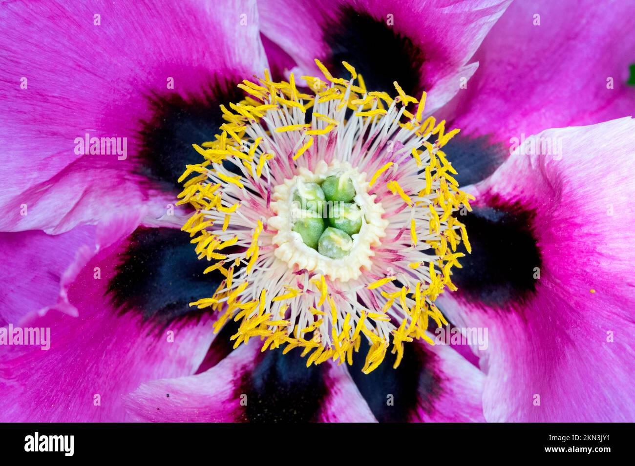 Centre of flower Pistils, Stamen, Paeonia "Rockii" Rocks tree peony ...