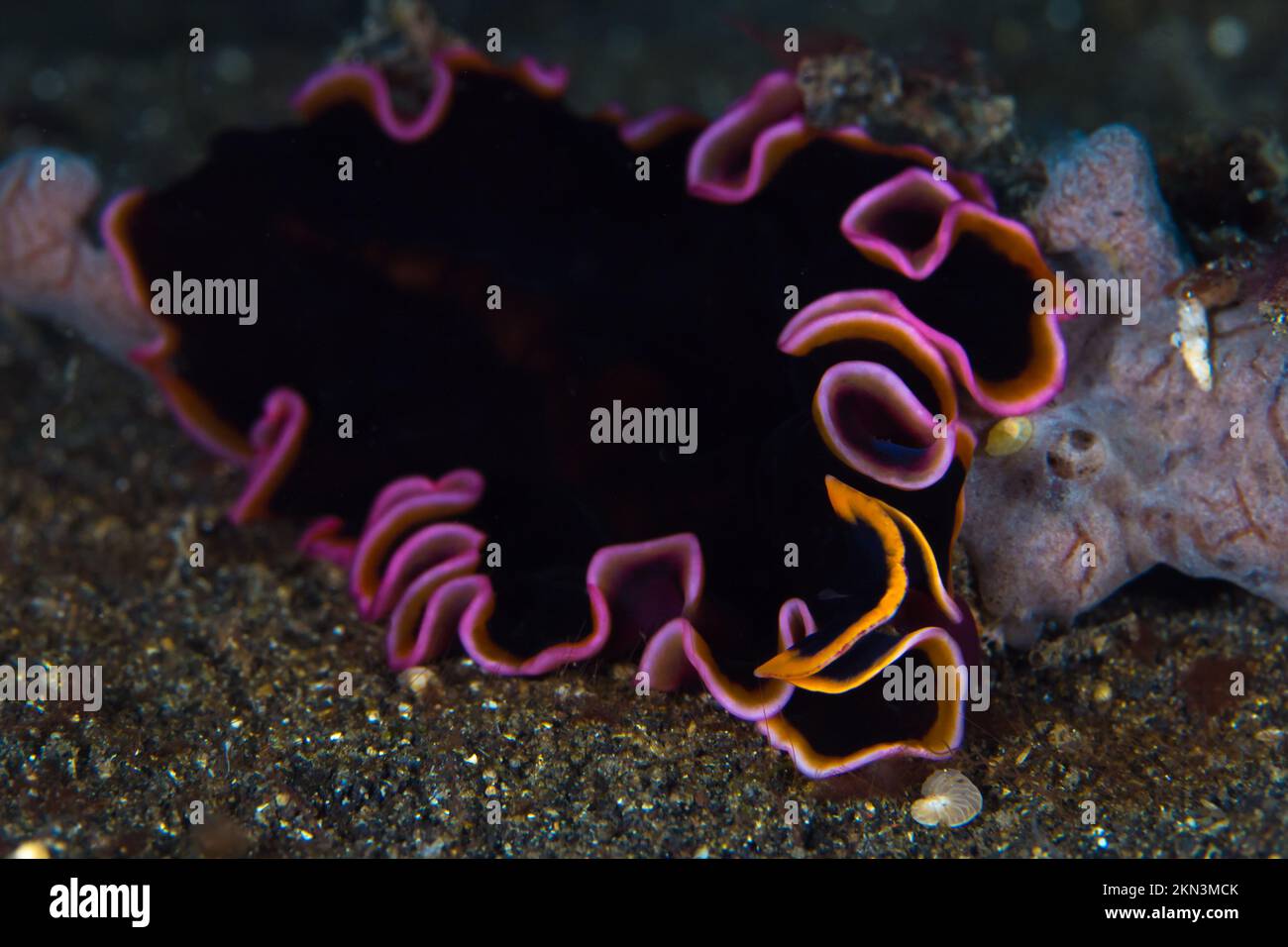 Beautiful design on marine flat worm underwater on coral reef Stock ...