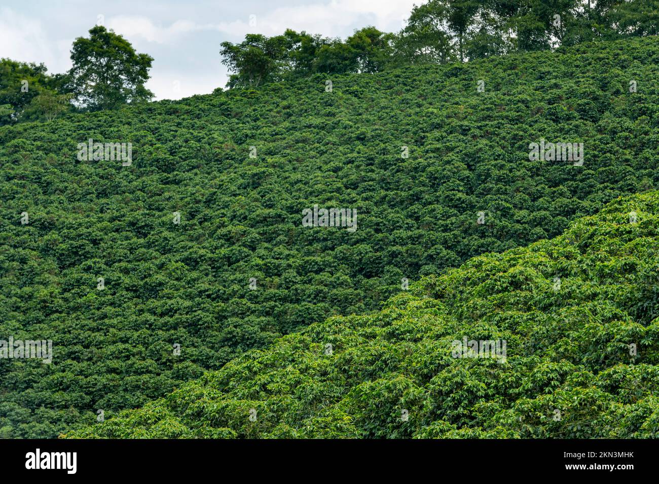 Coffee plants field in Pereira , Risaralda , Colombia - stock photo ...