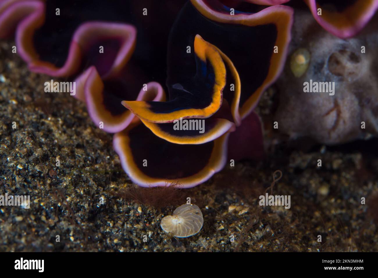 Beautiful design on marine flat worm underwater on coral reef Stock ...