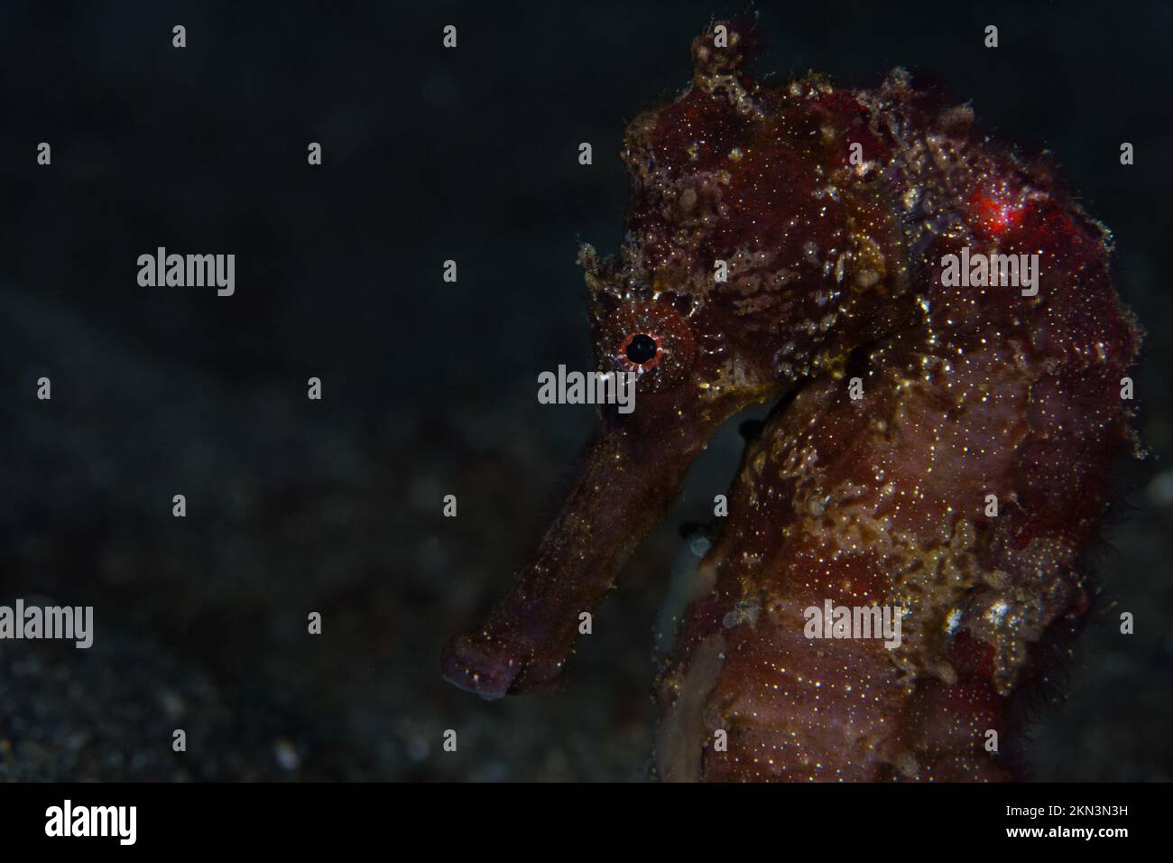 Cute seahorse on coral reef - Finding seahorses while scuba diving ...