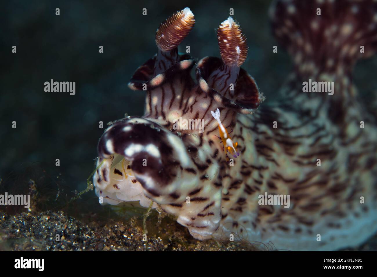 Linned Jorounna nudibranch with emperor shrimp riding on its head Stock ...