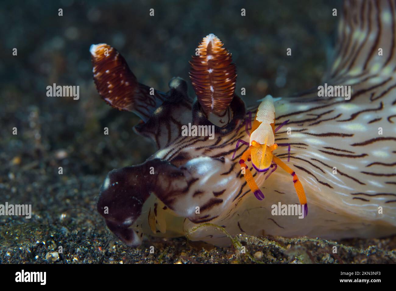 Linned Jorounna nudibranch with emperor shrimp riding on its head Stock ...