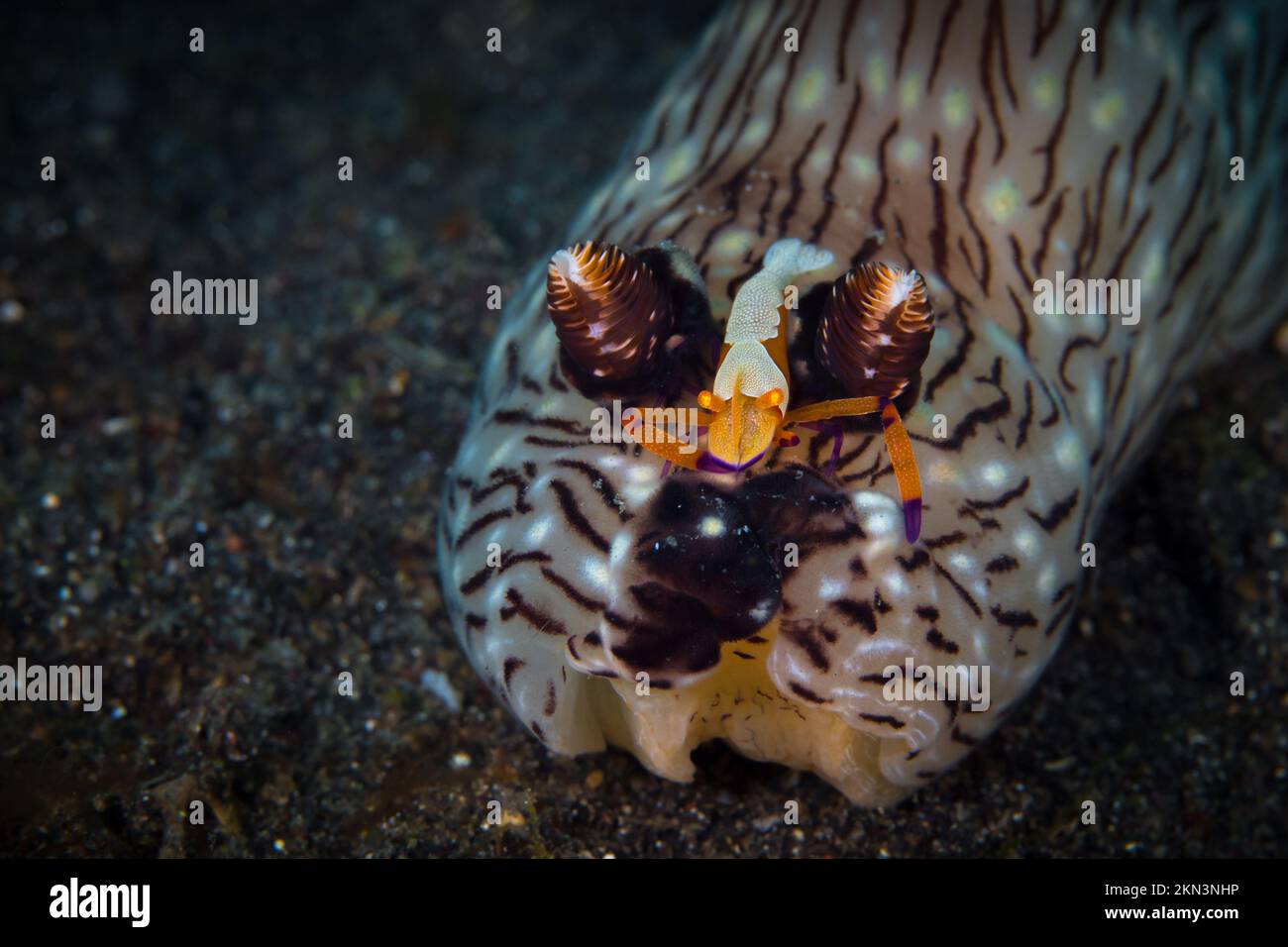 Linned Jorounna nudibranch with emperor shrimp riding on its head Stock ...