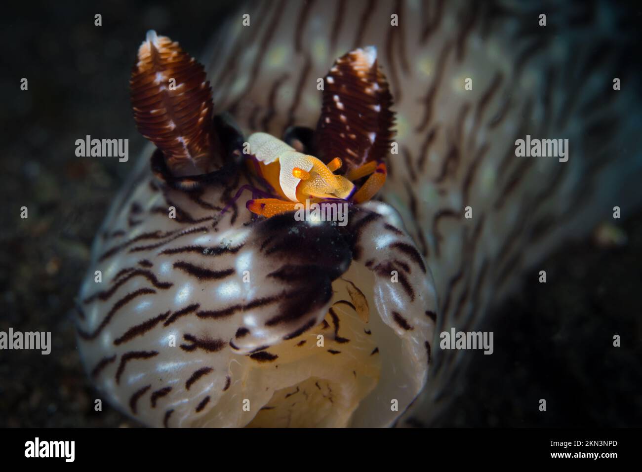 Linned Jorounna nudibranch with emperor shrimp riding on its head Stock ...