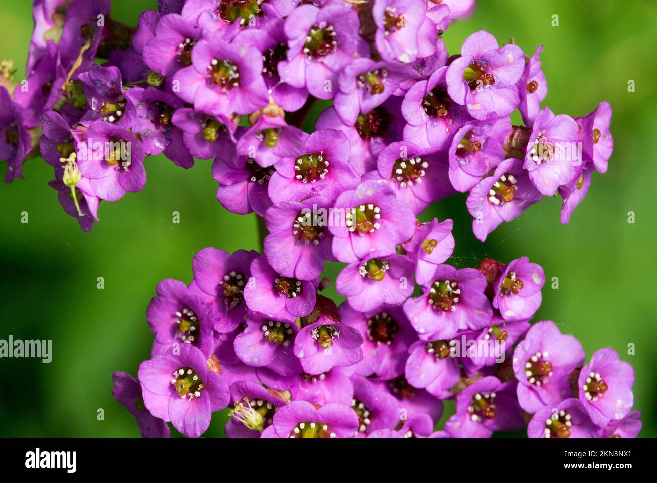 Elephant ears Pigsqueak, Bergenia "Walter Kienli", Bloom, Close up ...