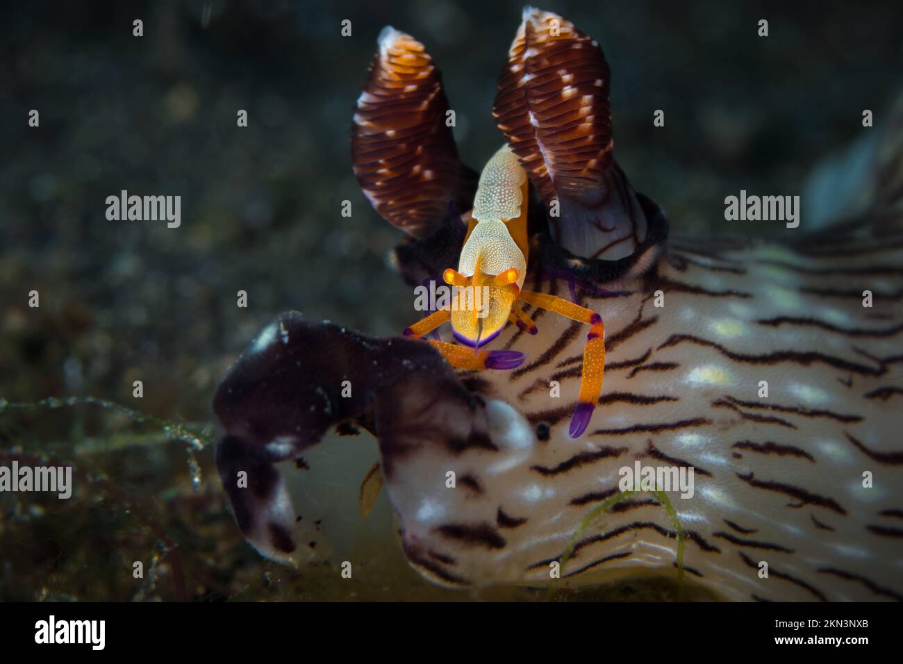 Linned Jorounna nudibranch with emperor shrimp riding on its head Stock ...