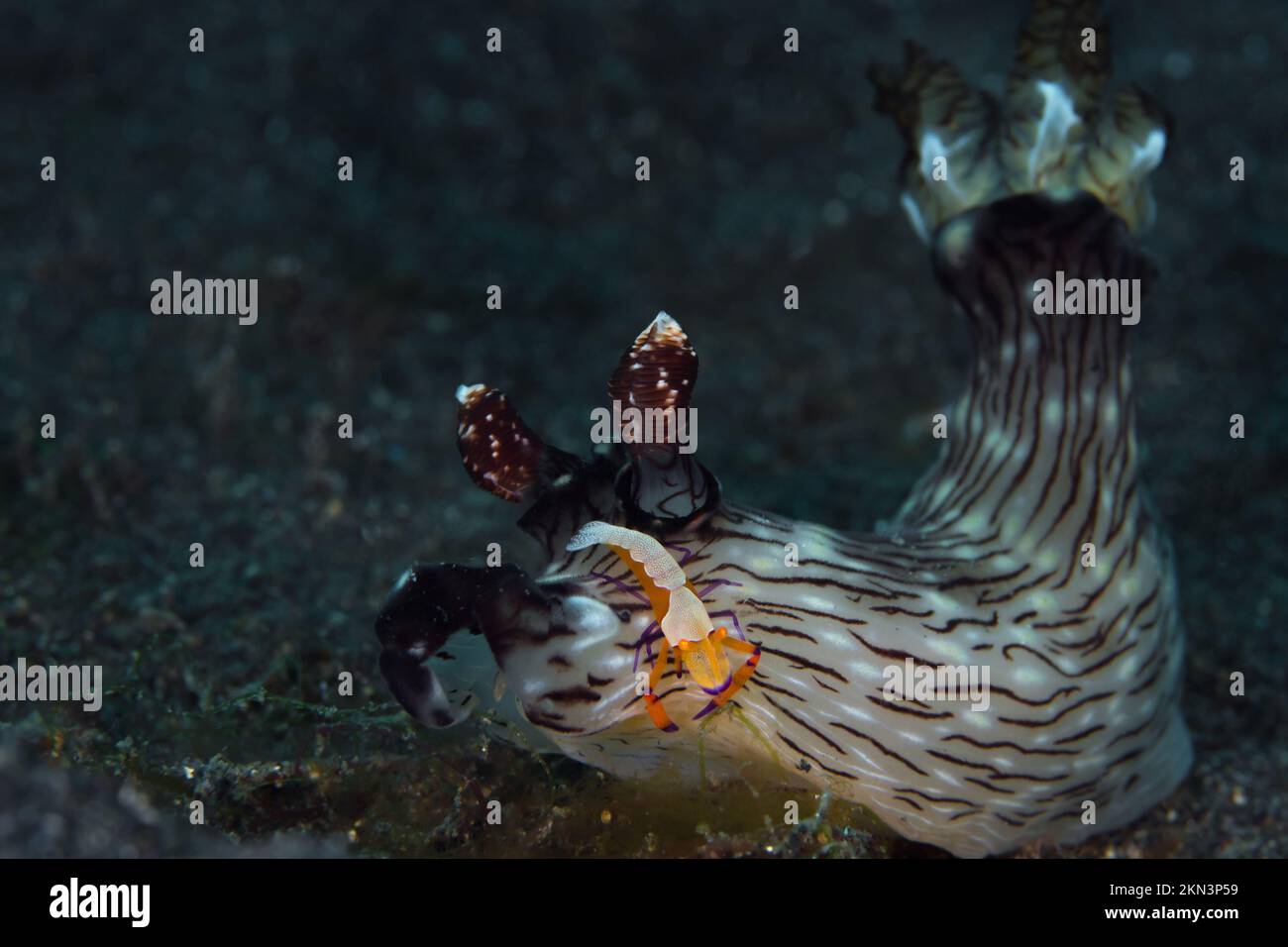 Linned Jorounna nudibranch with emperor shrimp riding on its head Stock ...