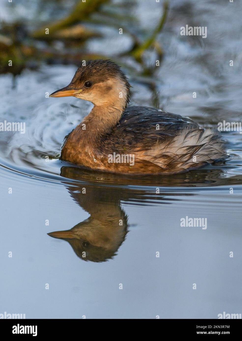 Little grebe river hi-res stock photography and images - Alamy
