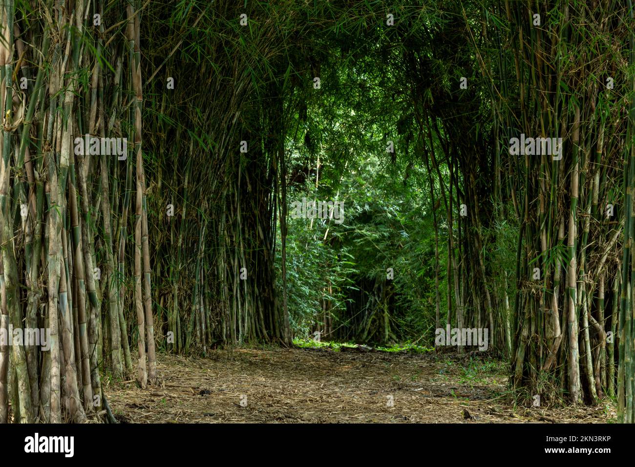 Tropical bamboo tunnel in Colombia. - stock photo Stock Photo - Alamy