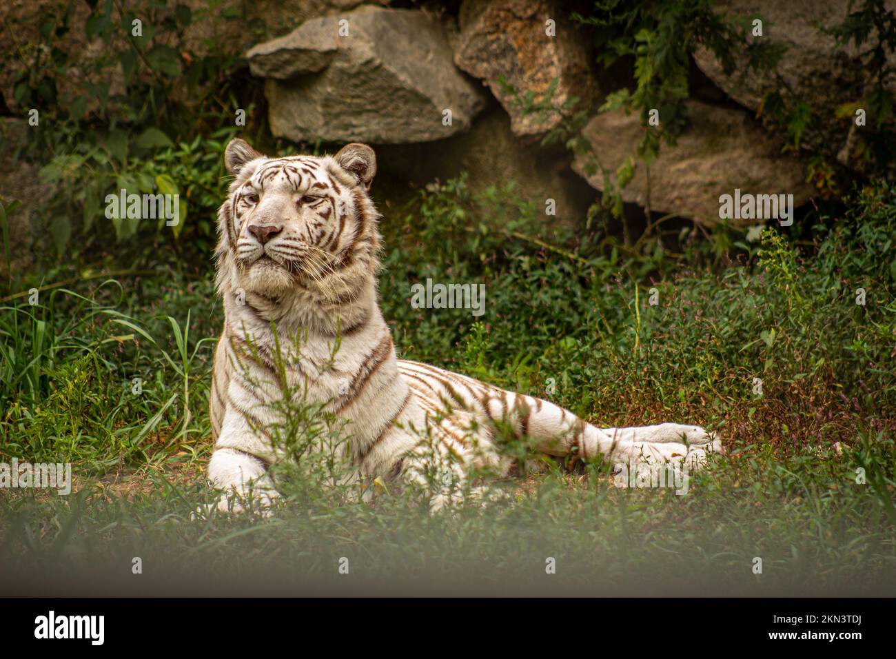 Majestic white tiger in its natural habitat Stock Photo - Alamy
