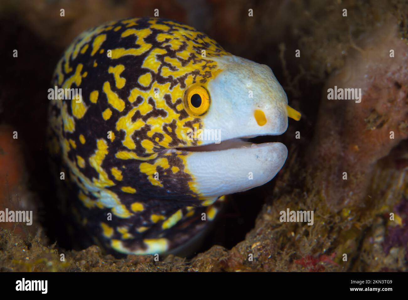 Snowflake moray eel on coral reef in the Indo-Pacific - Echidna ...