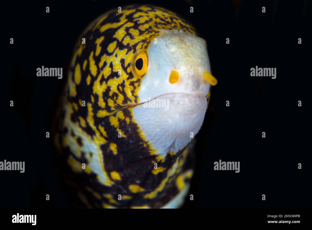 Snowflake moray eel on coral reef in the Indo-Pacific - Echidna ...
