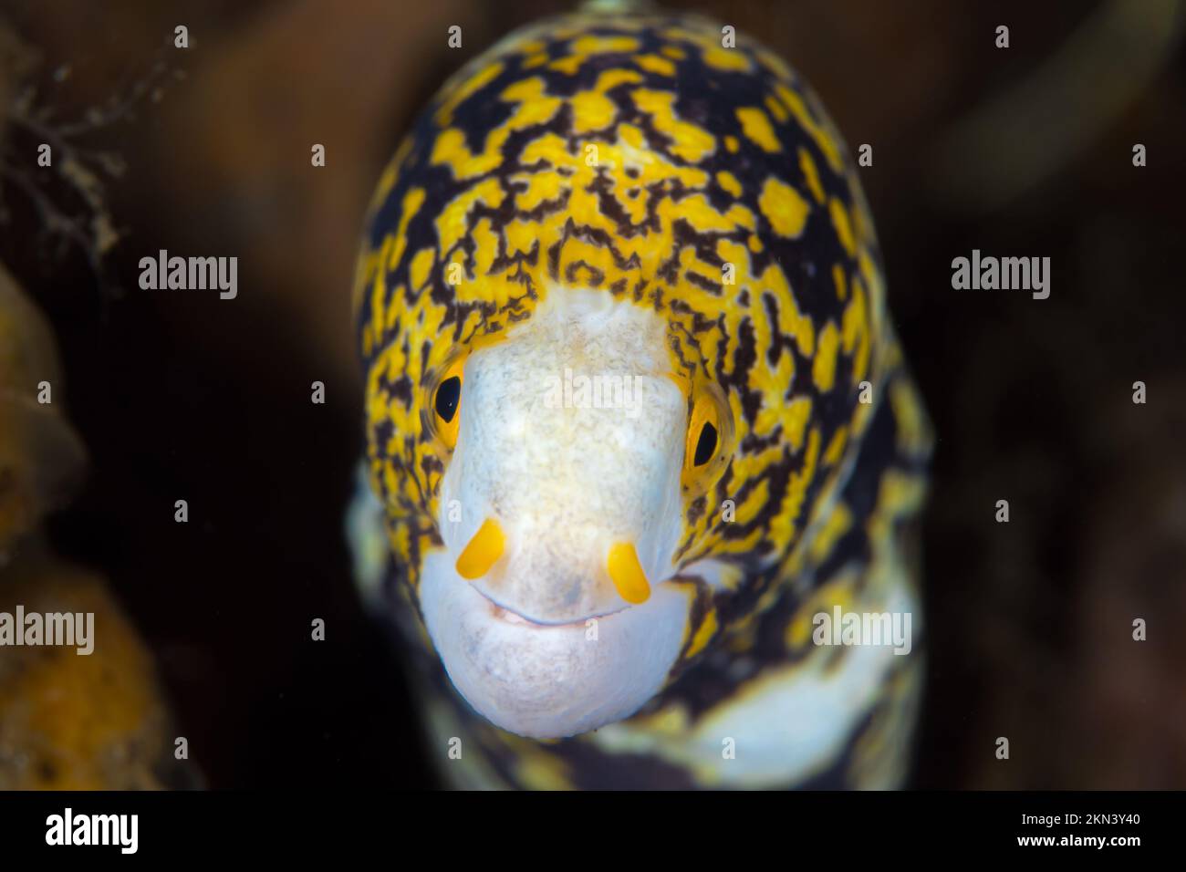 Snowflake moray eel on coral reef in the Indo-Pacific - Echidna ...