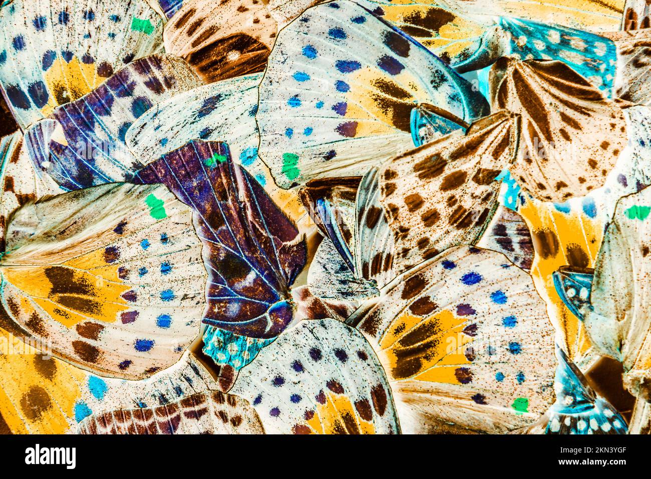 Fragile abstract on butterflies and winged patterning in tropical ...