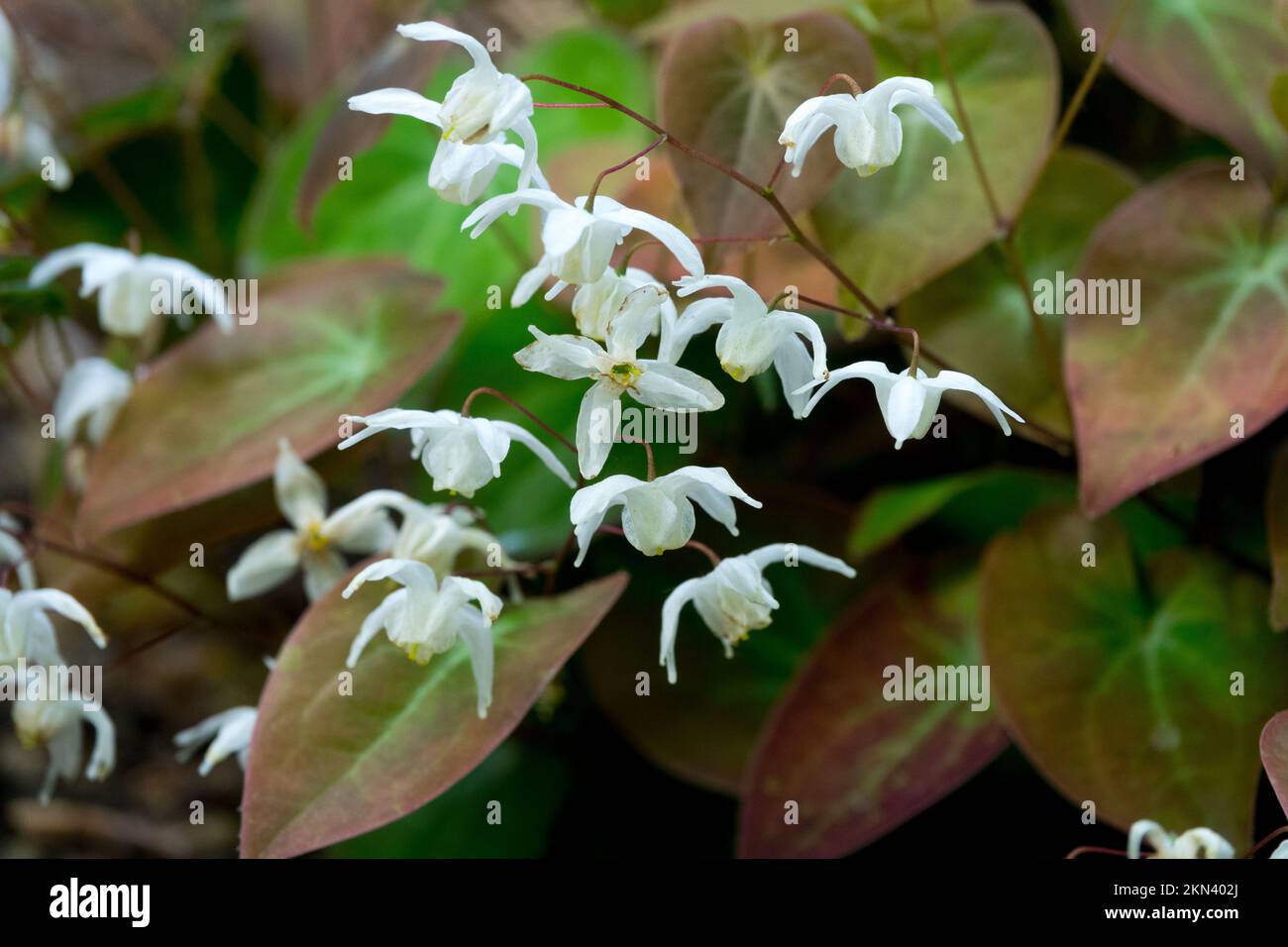 Epimedium, Barrenwort, White, Flowers, Plant, Blooming, Small, Size ...