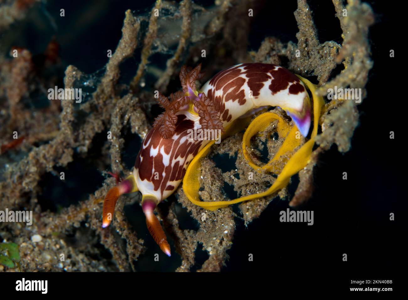 Colorful nudibranch sea slug crawling above coral reef in indonesia ...