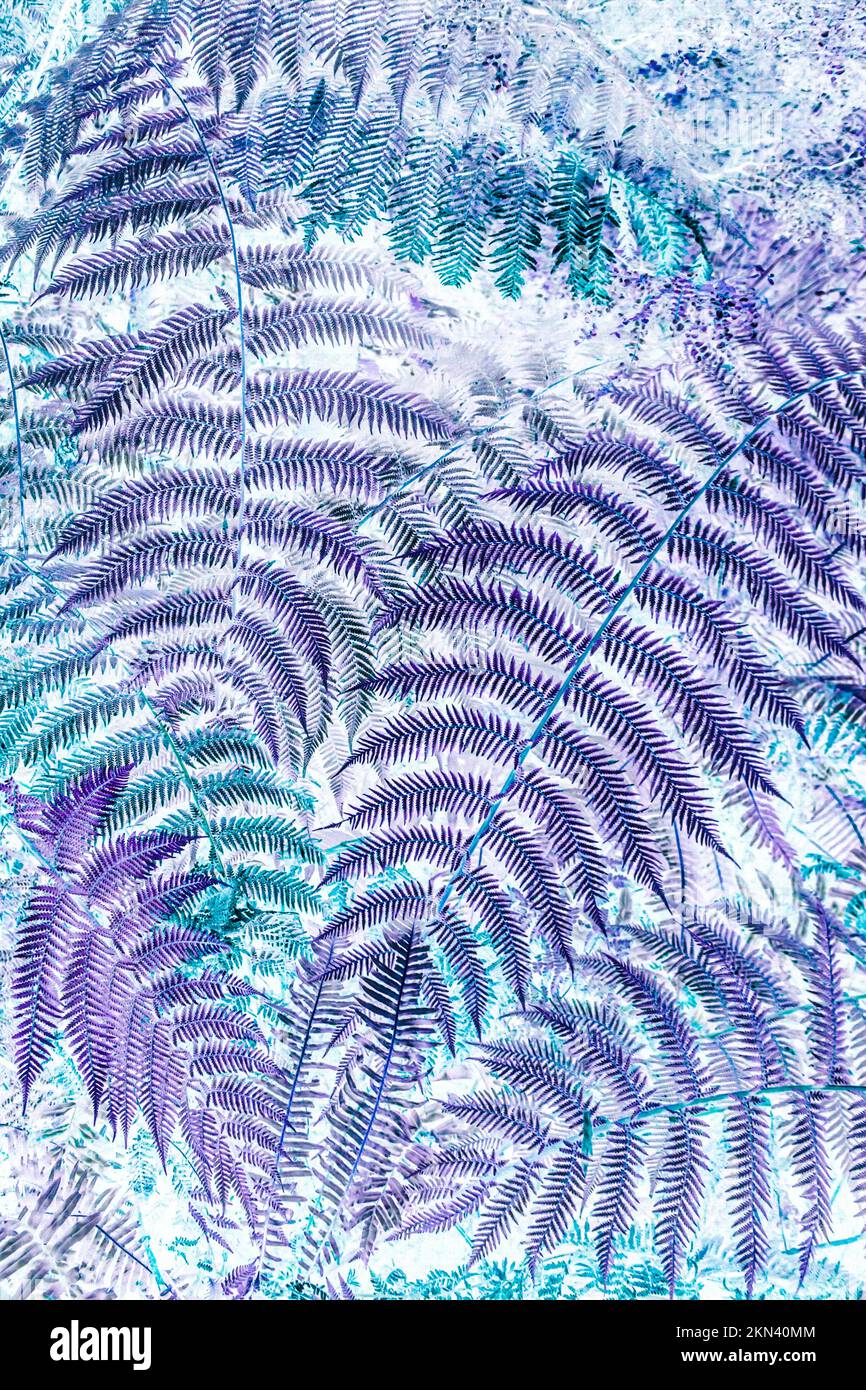 Tropical pop art on a vibrant blue and purple fern frond abstract in ...