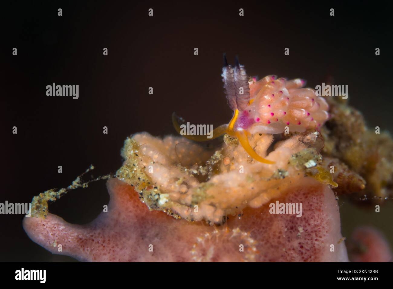 Colorful nudibranch sea slug crawling above coral reef in indonesia ...