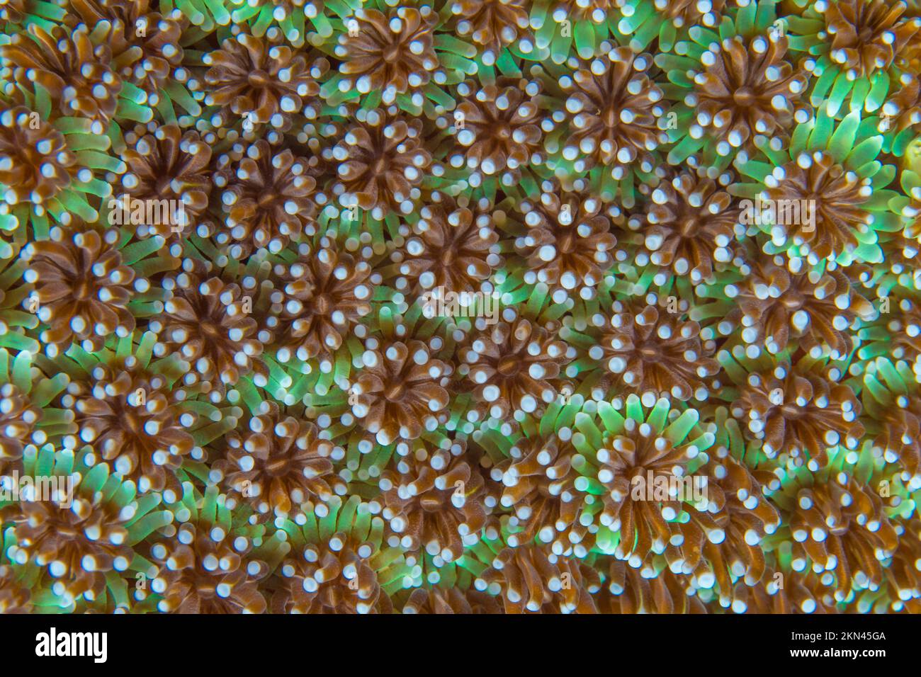 Close up detail of vibrant colorful coral polyps Stock Photo - Alamy