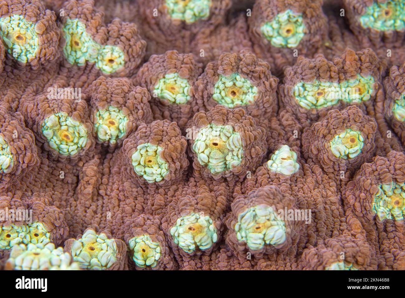 Scleractinians coral hi-res stock photography and images - Alamy
