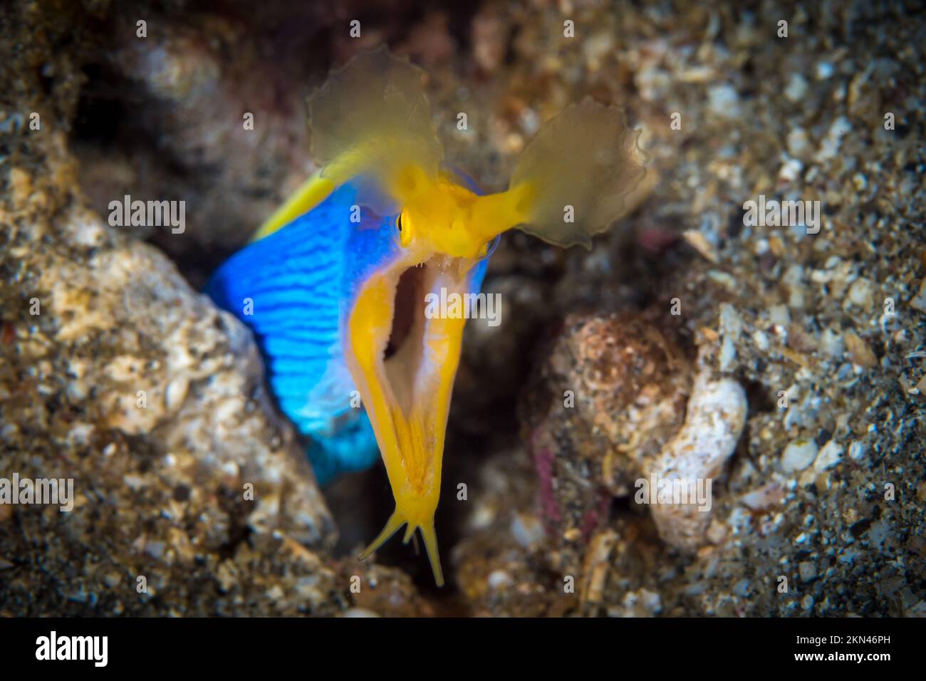 Colorful ribbon eel on coral reef in indonesia Stock Photo - Alamy