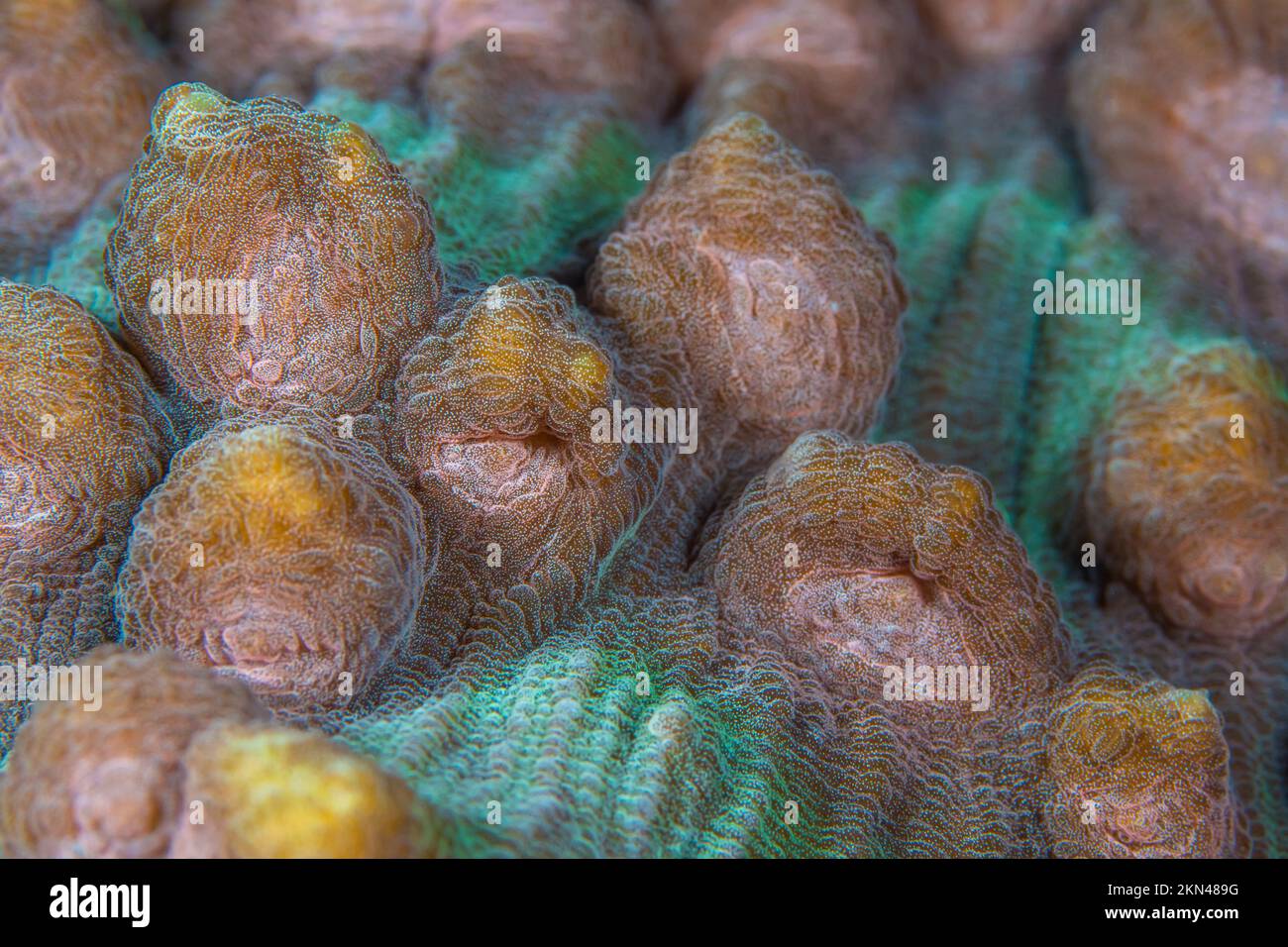 Close up detail of vibrant colorful coral polyps Stock Photo - Alamy