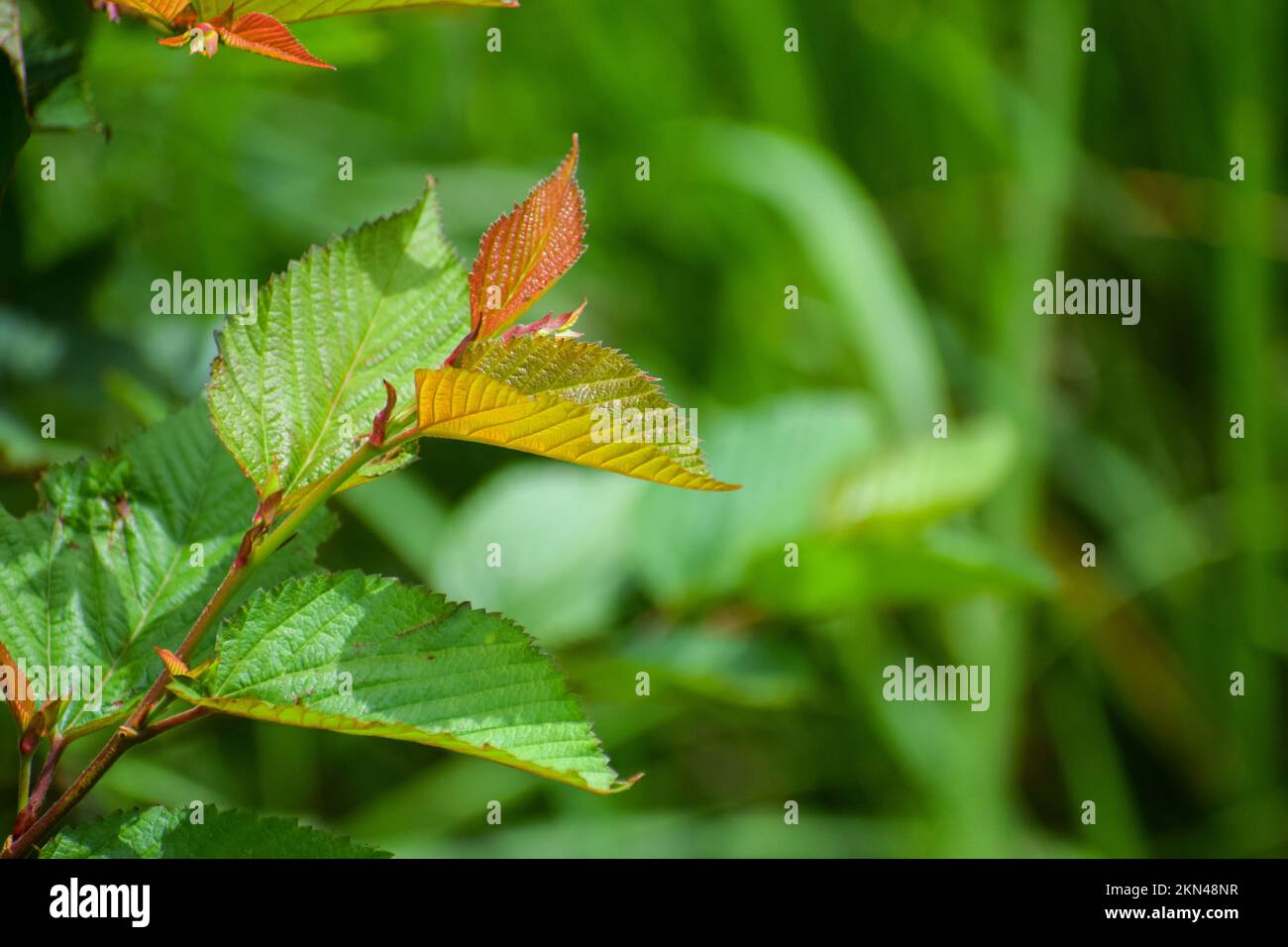 A shallow focus of a fresh green tree branch Stock Photo - Alamy