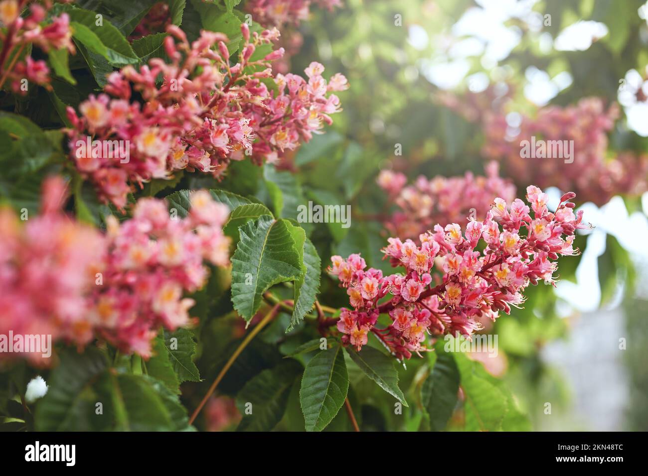 Natural spring background. Blooming pink chestnut close-up. Blurred ...