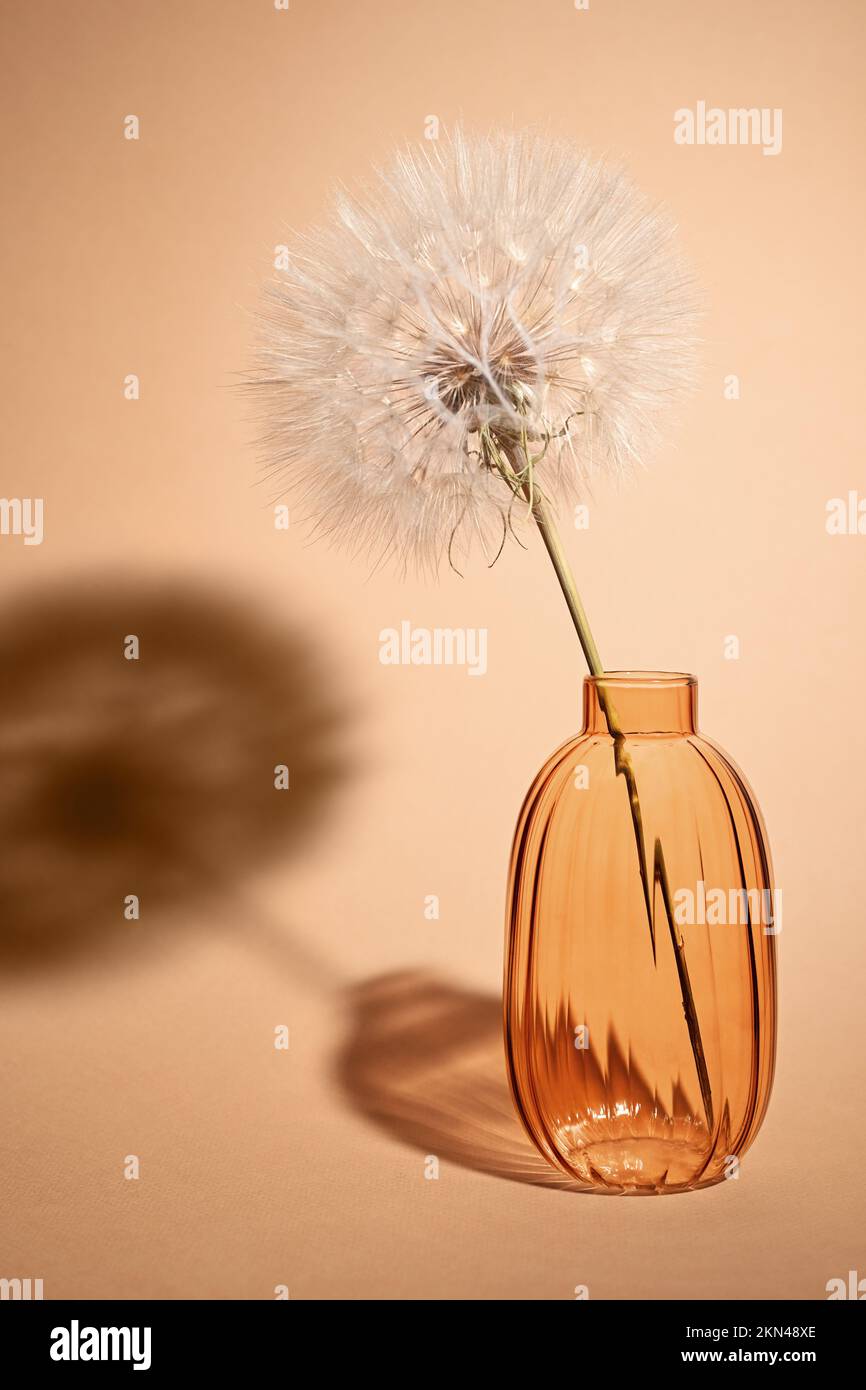 Composition with dandelion. Giant dandelion in a glass vase. Light and ...