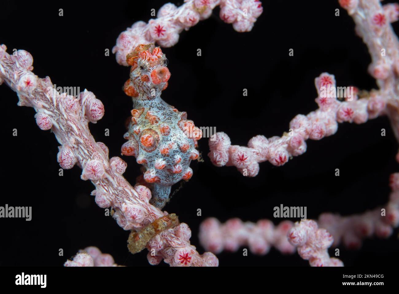 Hippocampus bargibanti pygmy seahorse on pink gorgonian seafan Stock ...