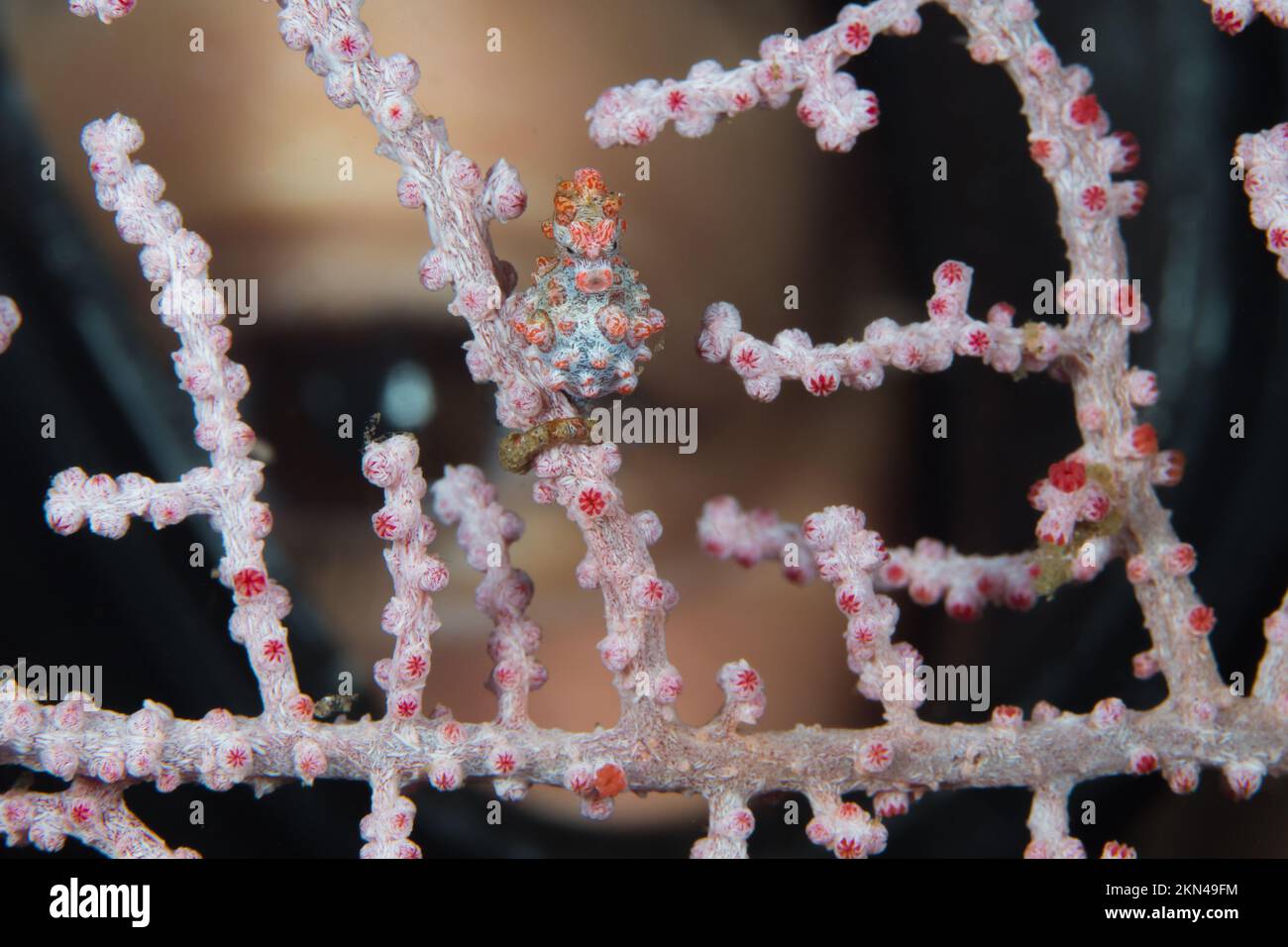 Female scuba diver looking at Hippocampus bargibanti pygmy seahorse on ...