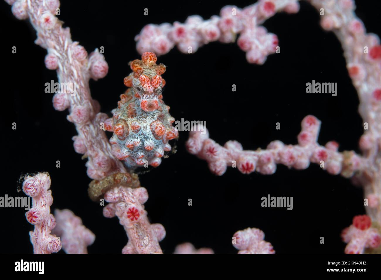 Hippocampus bargibanti pygmy seahorse on pink gorgonian seafan Stock ...