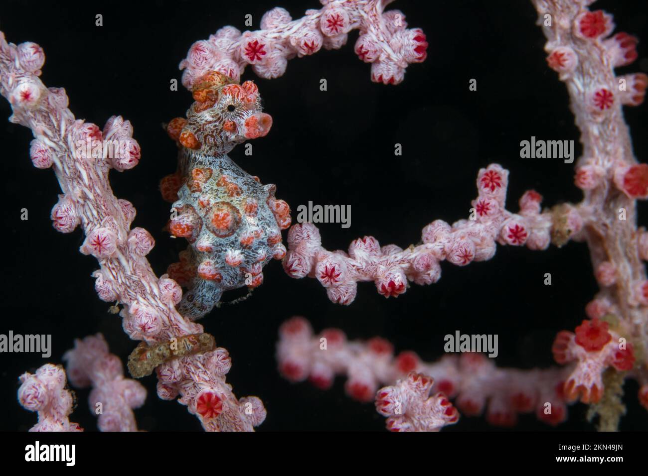 Hippocampus bargibanti pygmy seahorse on pink gorgonian seafan Stock ...