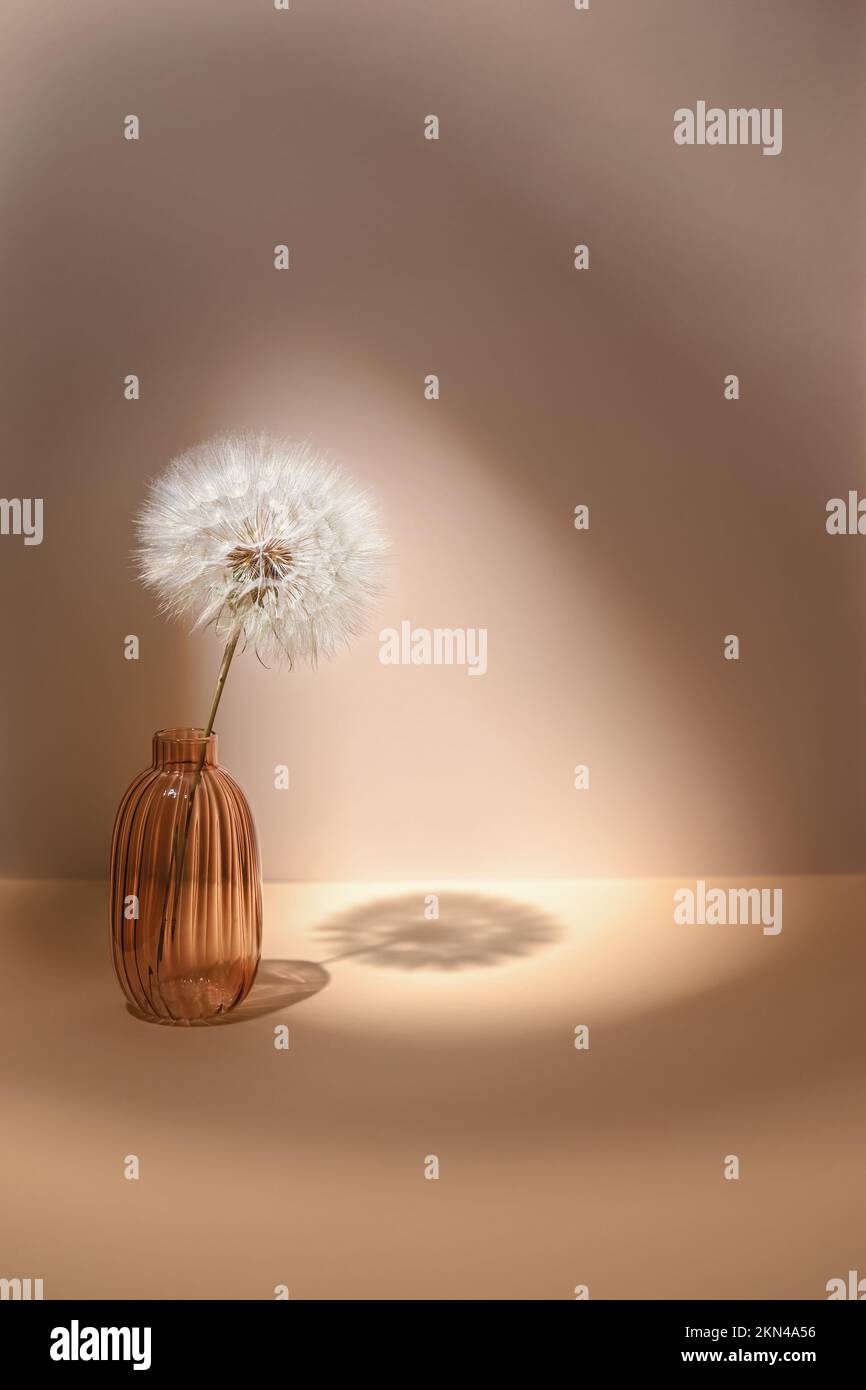 Composition with dandelion. Giant dandelion in a glass vase. A spot of ...