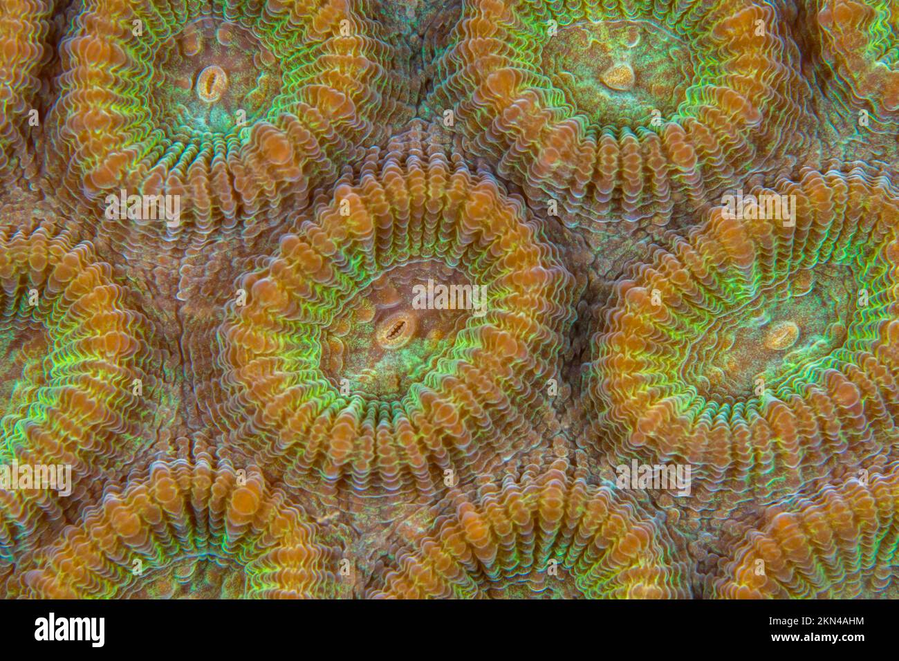 Close up detail of vibrant colorful coral polyps Stock Photo - Alamy