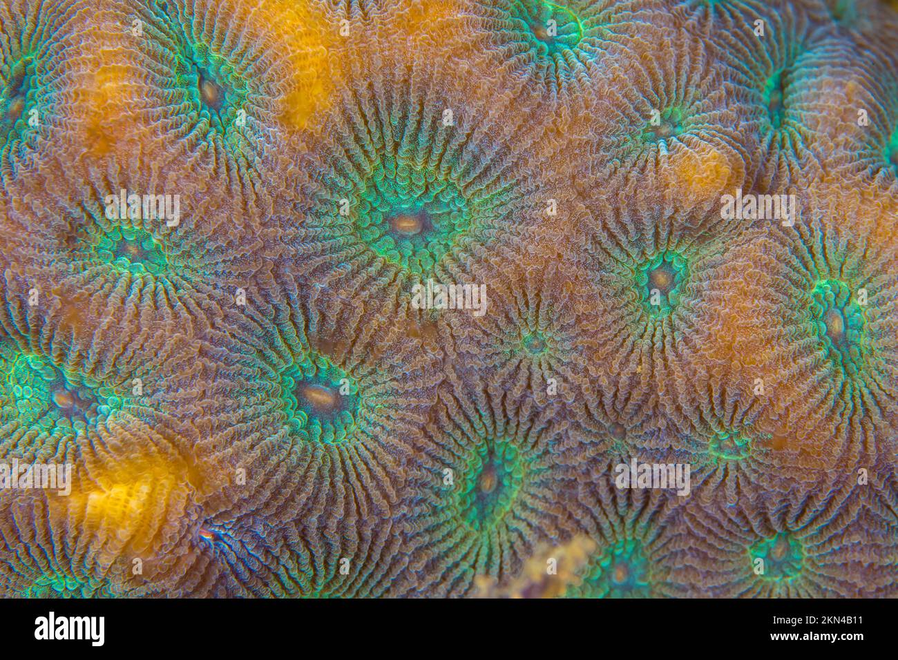 Coral polyp detail hi-res stock photography and images - Alamy