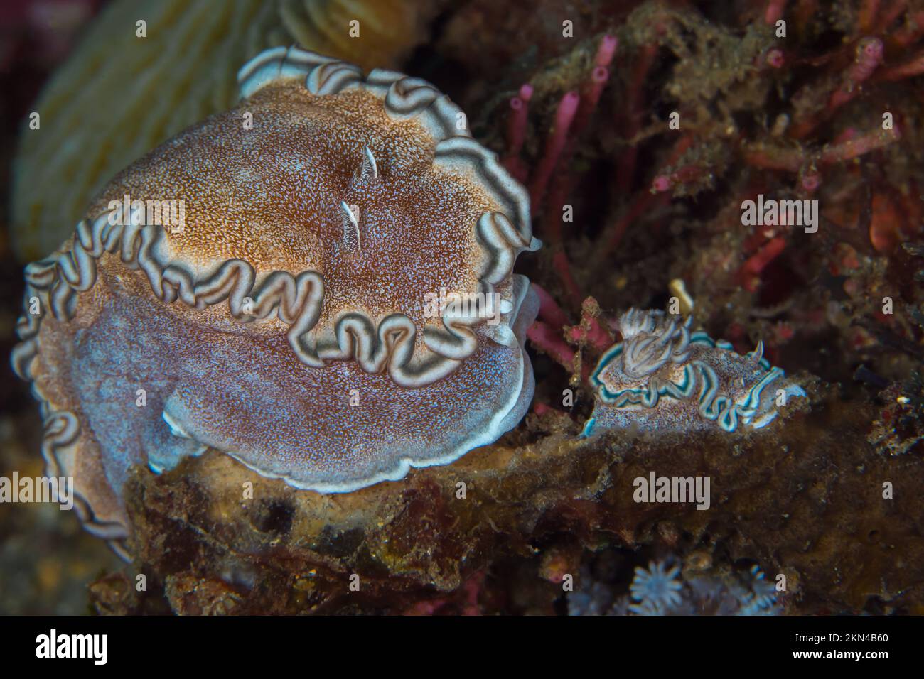 Colorful nudibranch sea slug crawling above coral reef in Indonesia ...