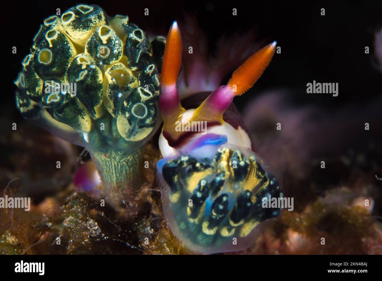 Colorful nudibranch sea slug crawling above coral reef in Indonesia ...