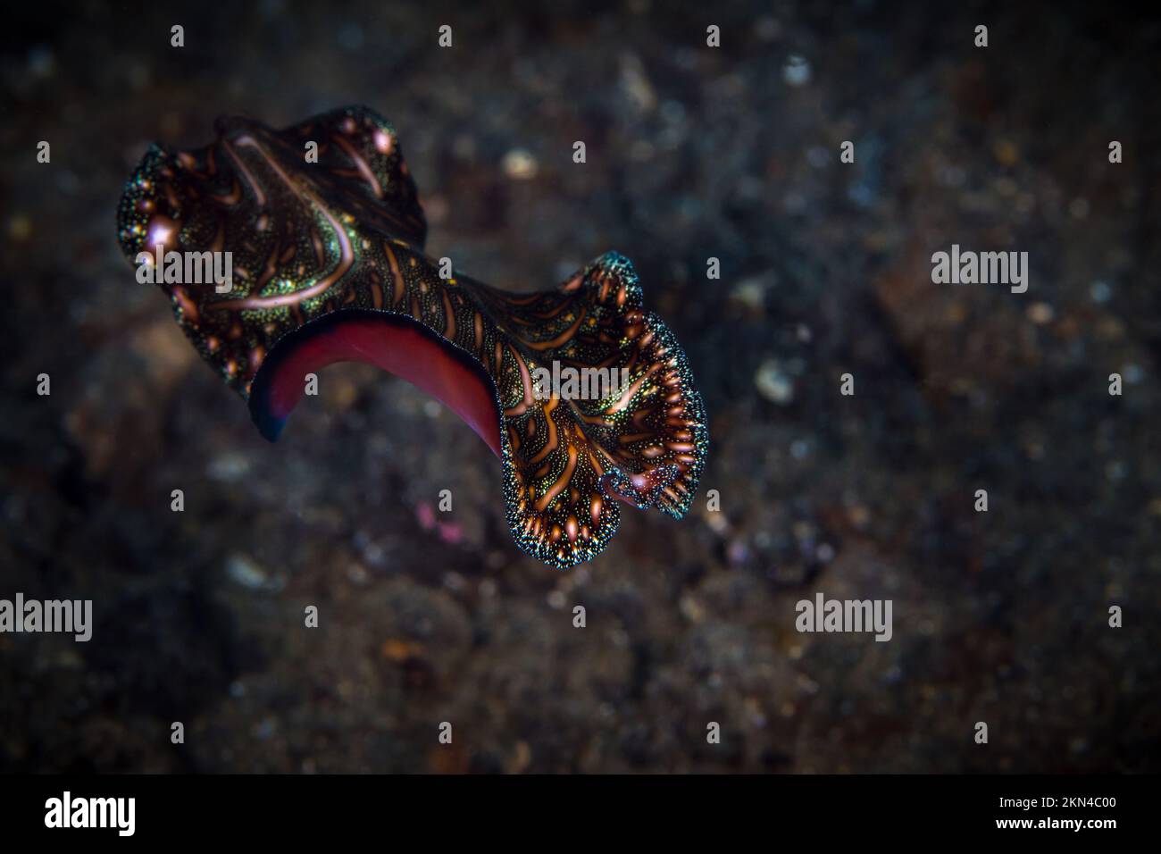 Beautiful design on marine flat worm underwater on coral reef Stock ...