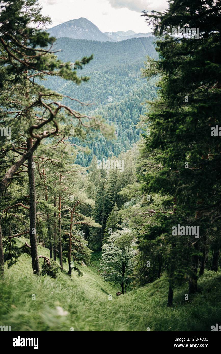 A mountain landscape with tall trees and green grasses Stock Photo - Alamy