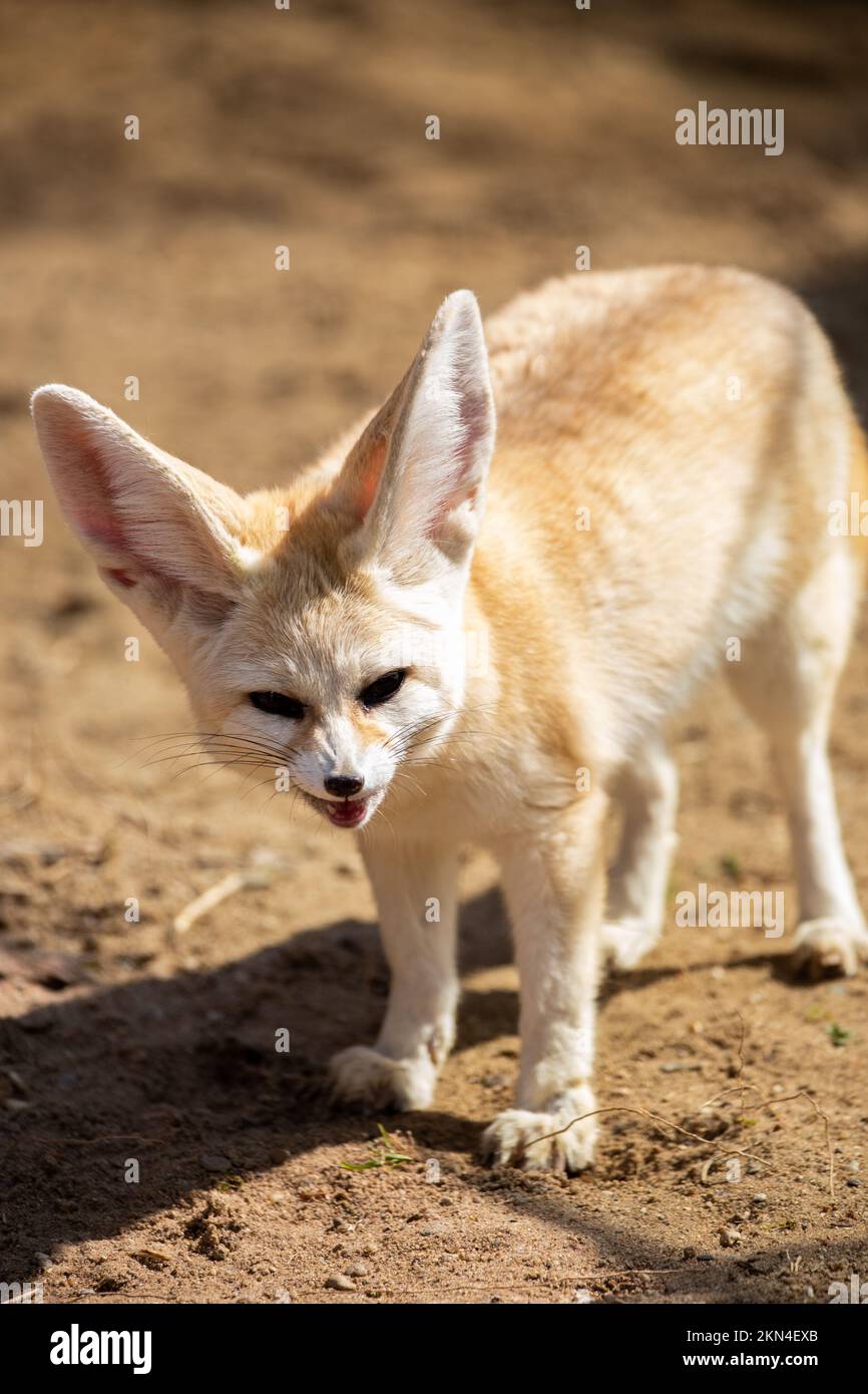 A vertical closeup of a Fennec fox, Vulpes zerda captured under ...