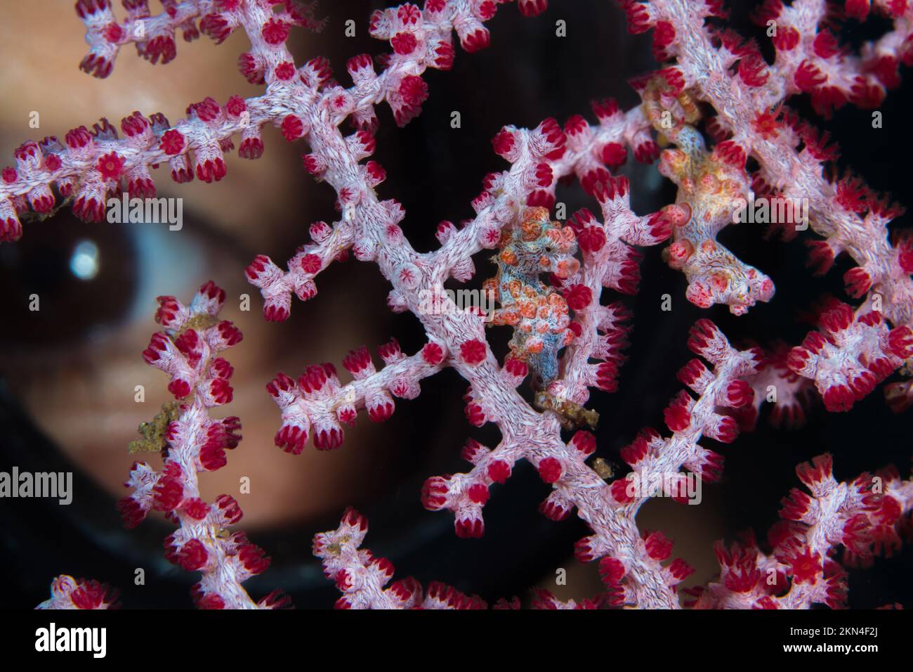 Female scuba diver looking at Hippocampus bargibanti pygmy seahorse on ...