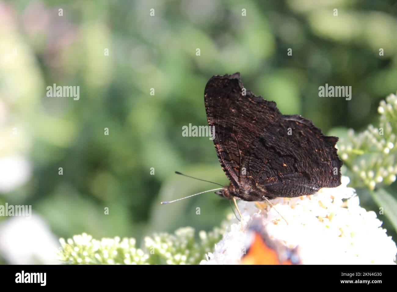A peacock butterfly (Aglais io) on lil ac flower Stock Photo - Alamy