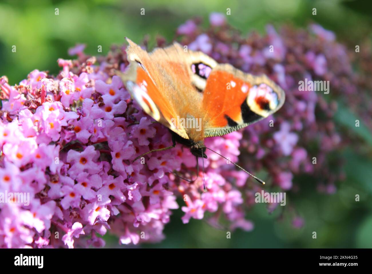 A peacock butterfly (Aglais io) on lilac flower Stock Photo - Alamy