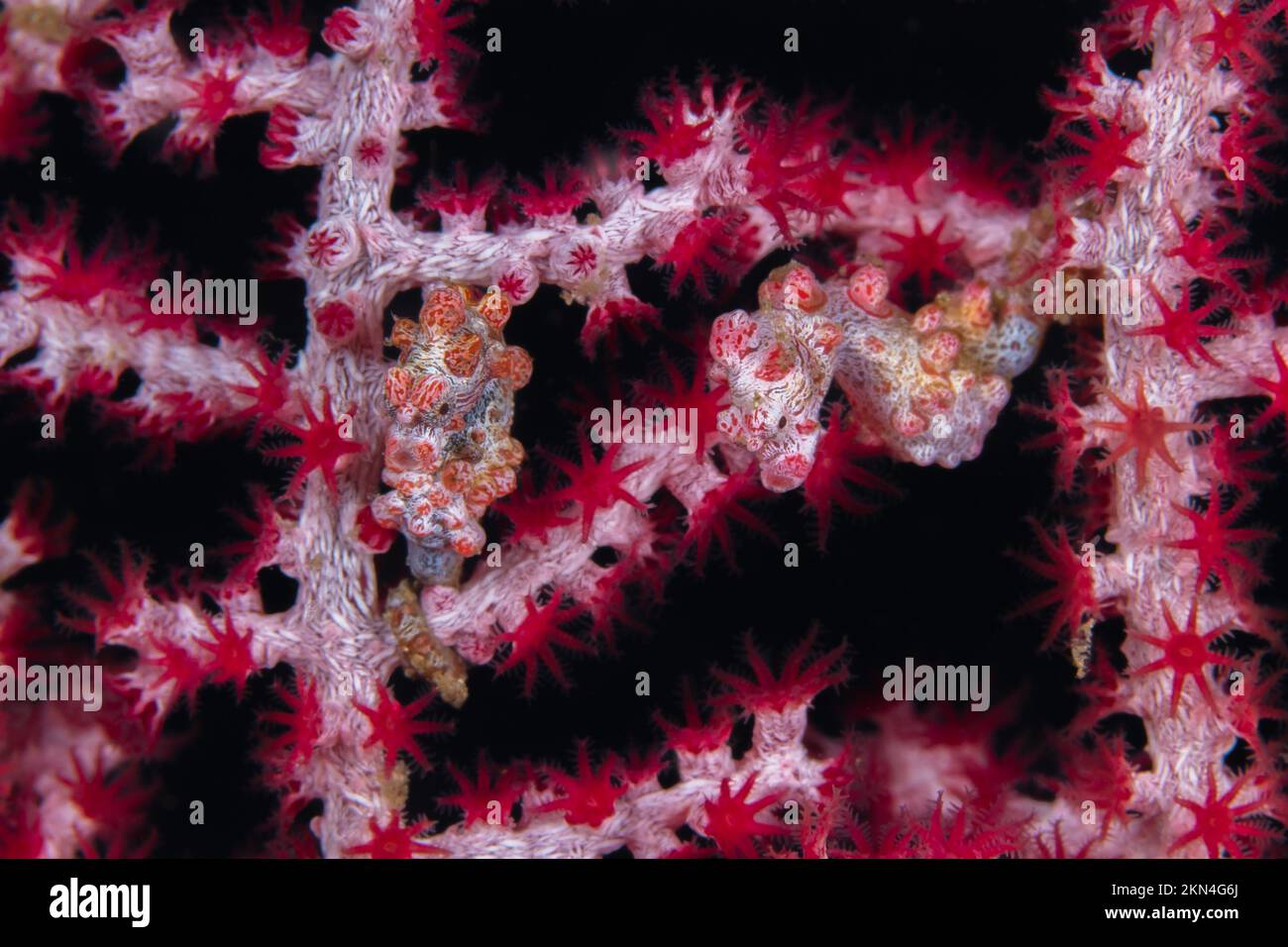 Hippocampus bargibanti pygmy seahorse on pink gorgonian seafan Stock ...