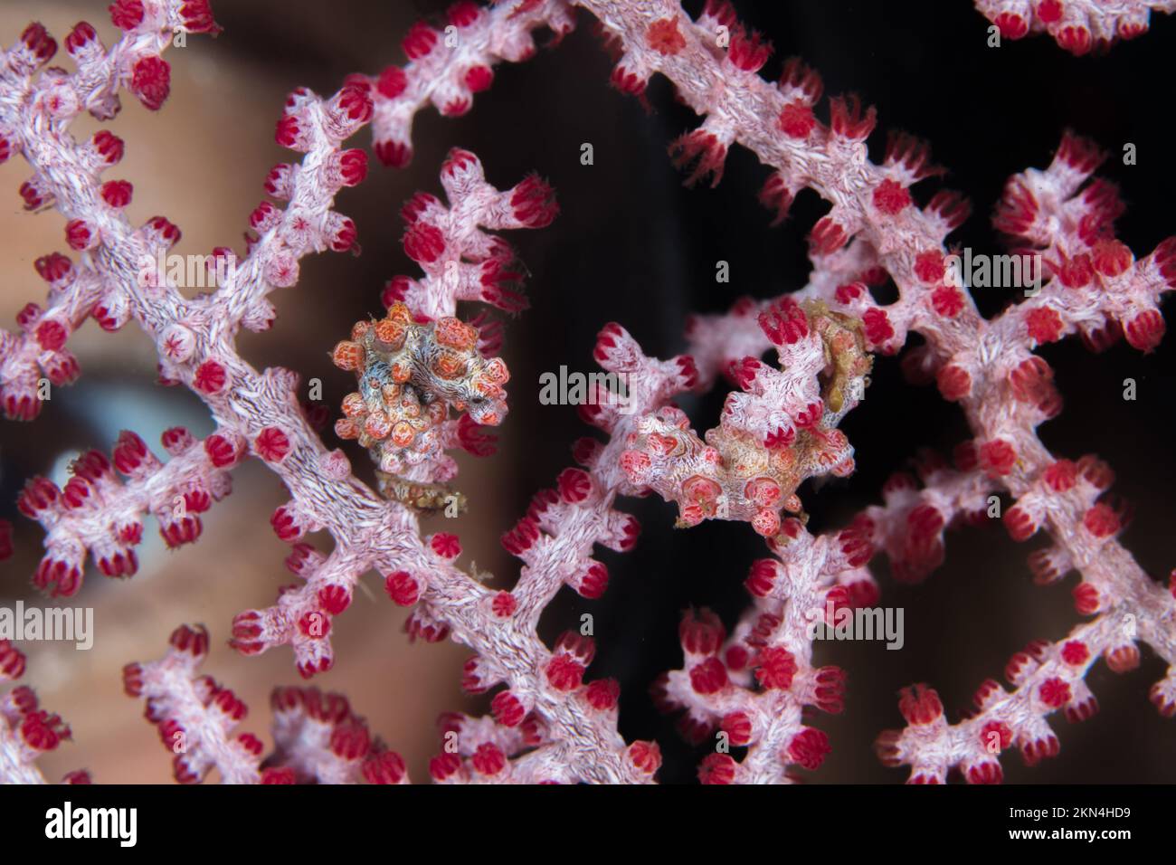 Female scuba diver looking at Hippocampus bargibanti pygmy seahorse on ...
