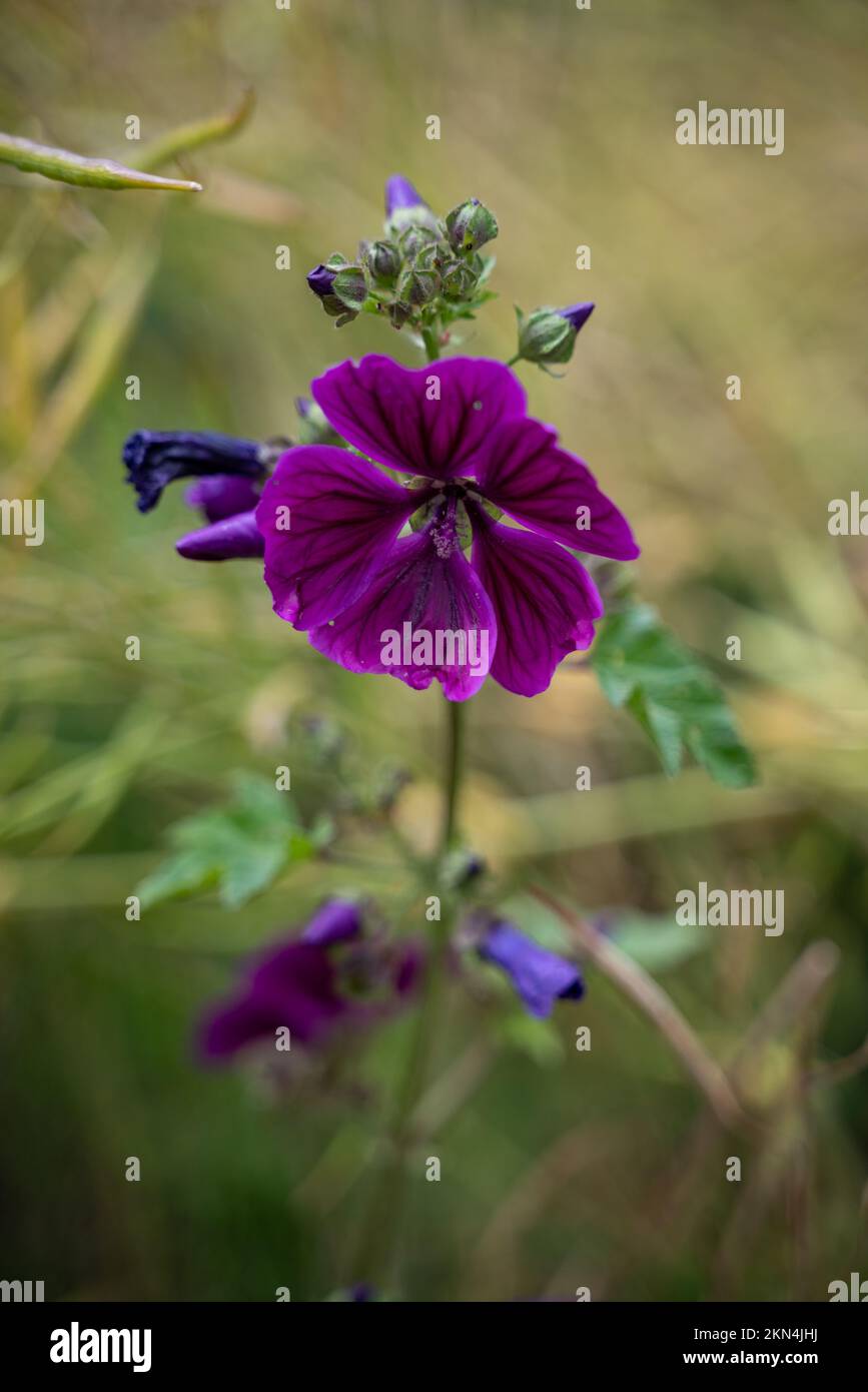 A closeup of common mallow in a field Stock Photo - Alamy