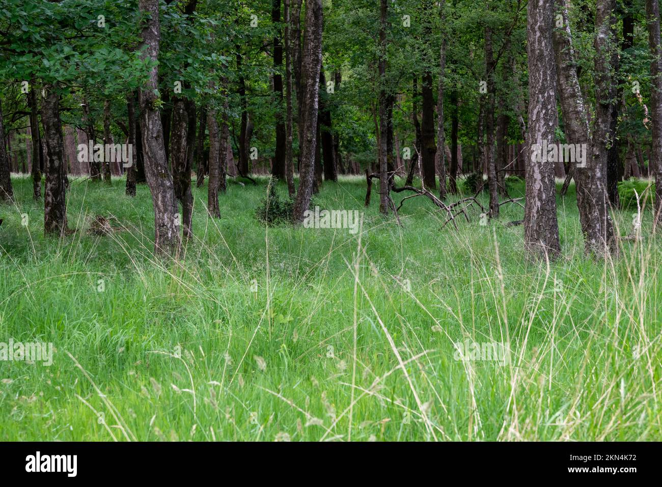 A beautiful landscape of a park with trees and overgrown grass Stock ...